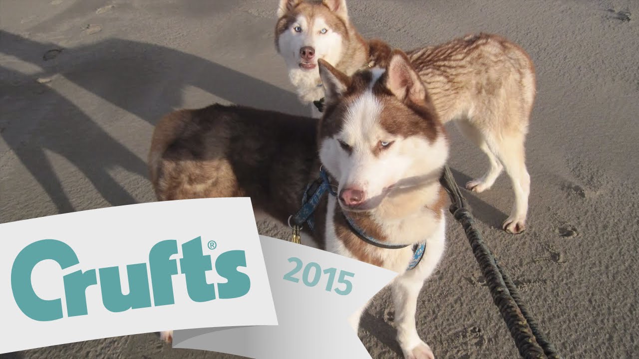 Incredible Story - Rescue Dog qualifies for Crufts - Riley the Irish ...