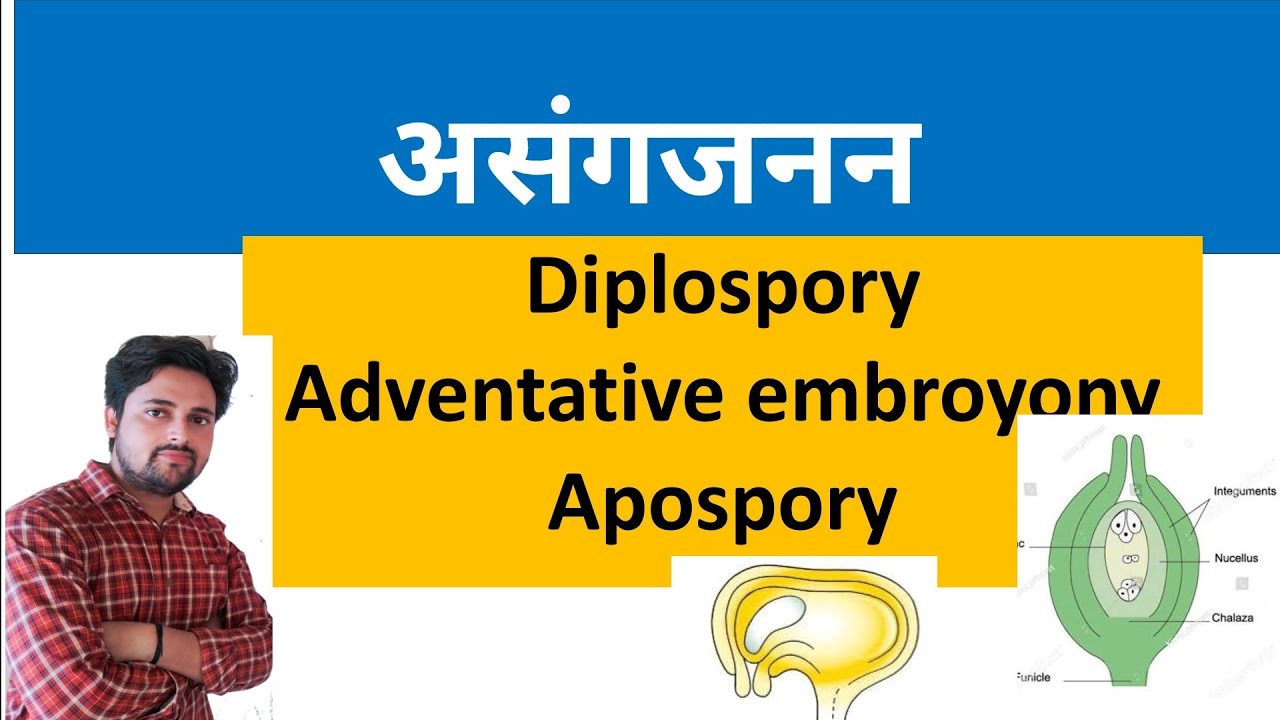 apomixis explained in hindi || असंगजनन || diplospory,adventatvie ...