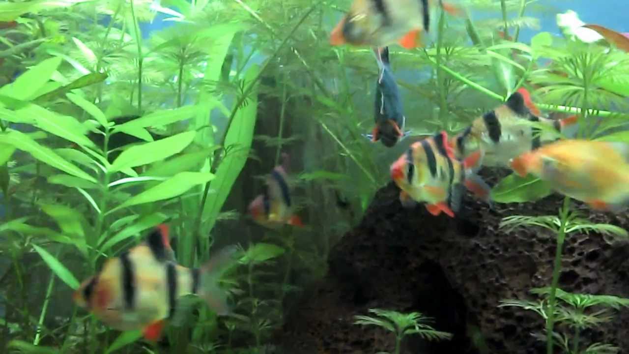 Sumatranos y Barbos verdes en Acuario Plantado - YouTube