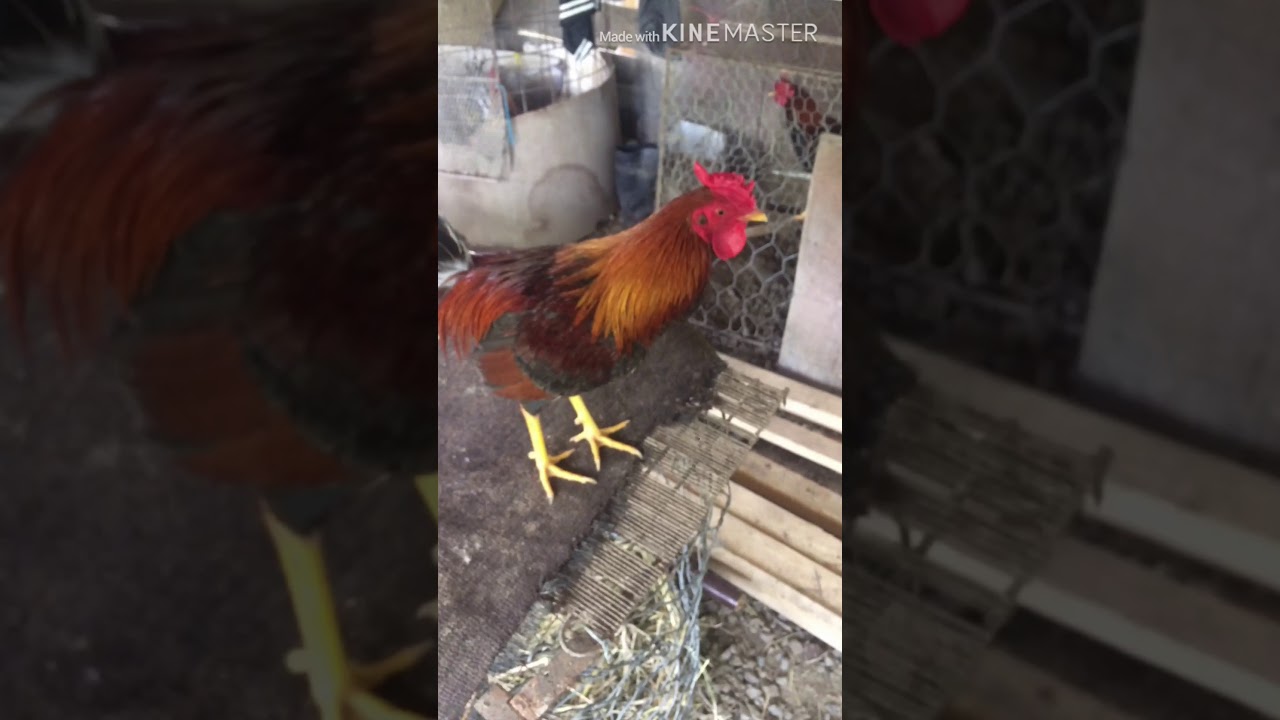 Gallo finos de pelea - YouTube