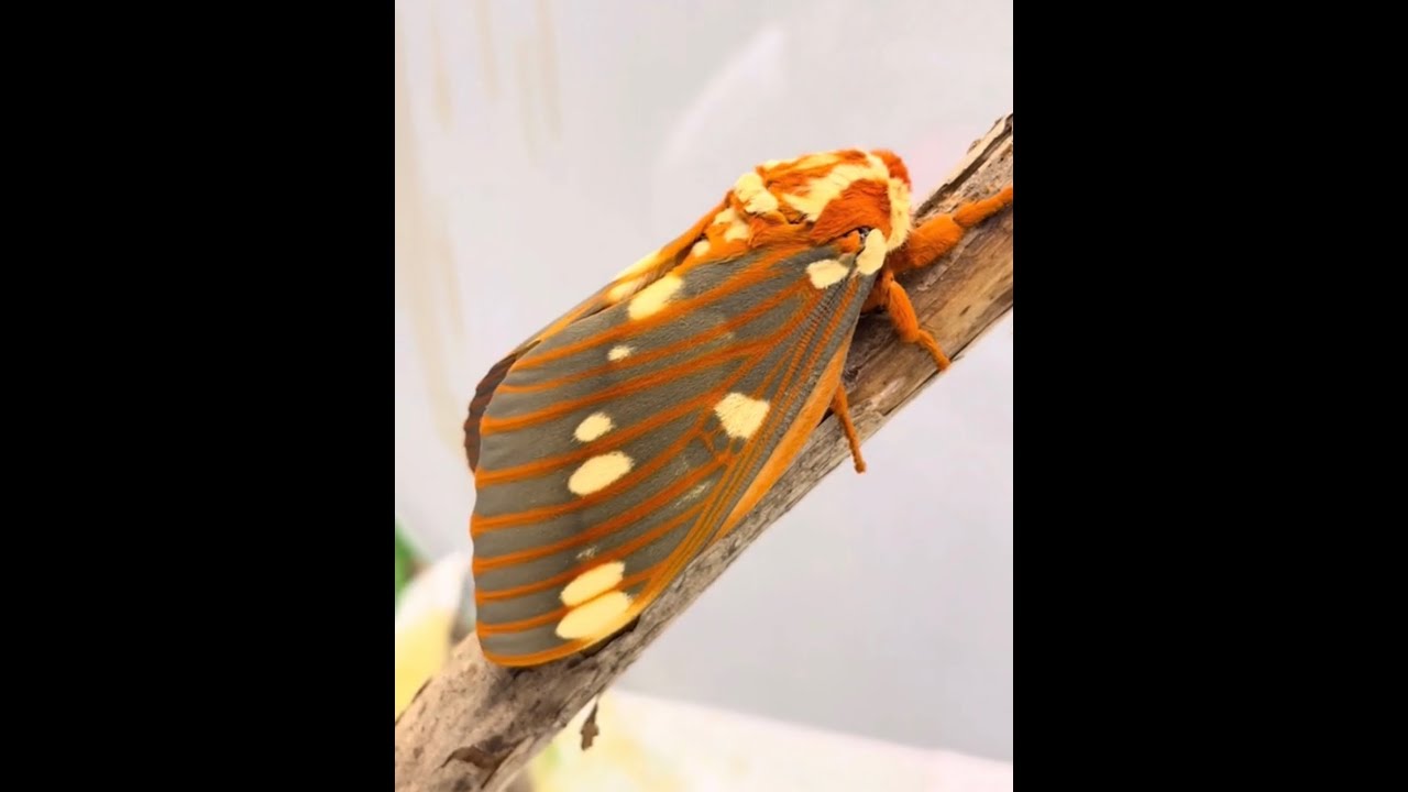 Regal Moth male hatch - YouTube