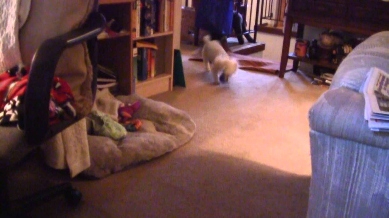 Travis - Motley Zoo Animal Rescue - YouTube