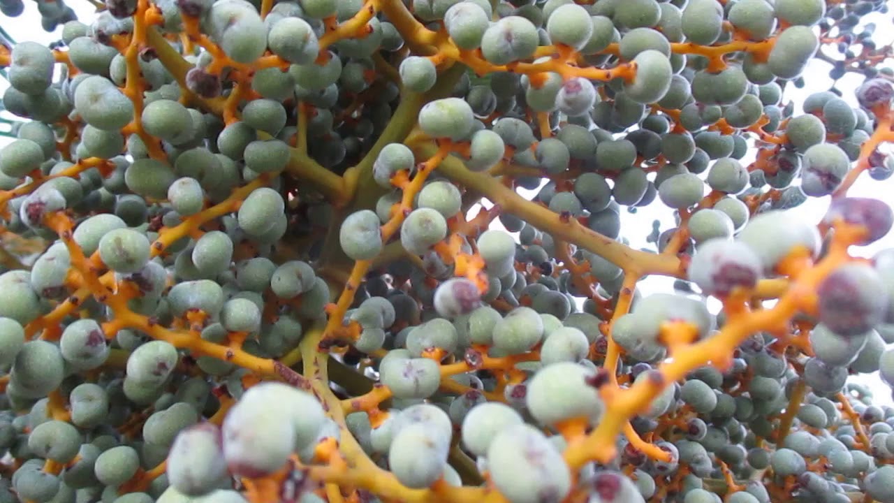 Windmill Palm tree with maturing Seeds / Canada - YouTube