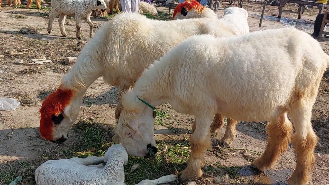 mundri Sheep full pragnat farming Bachu Wally Call03154274225 ...
