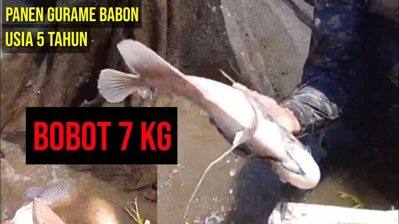 Panen Gurame Raksasa Merah,,, Bobot 5 Sampai 7 KG - YouTube