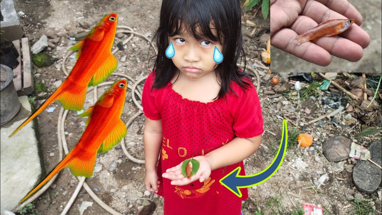 Ikan Mati Lompat dari Kolam | Ikan Hias | Ikan Mas Pedang - YouTube