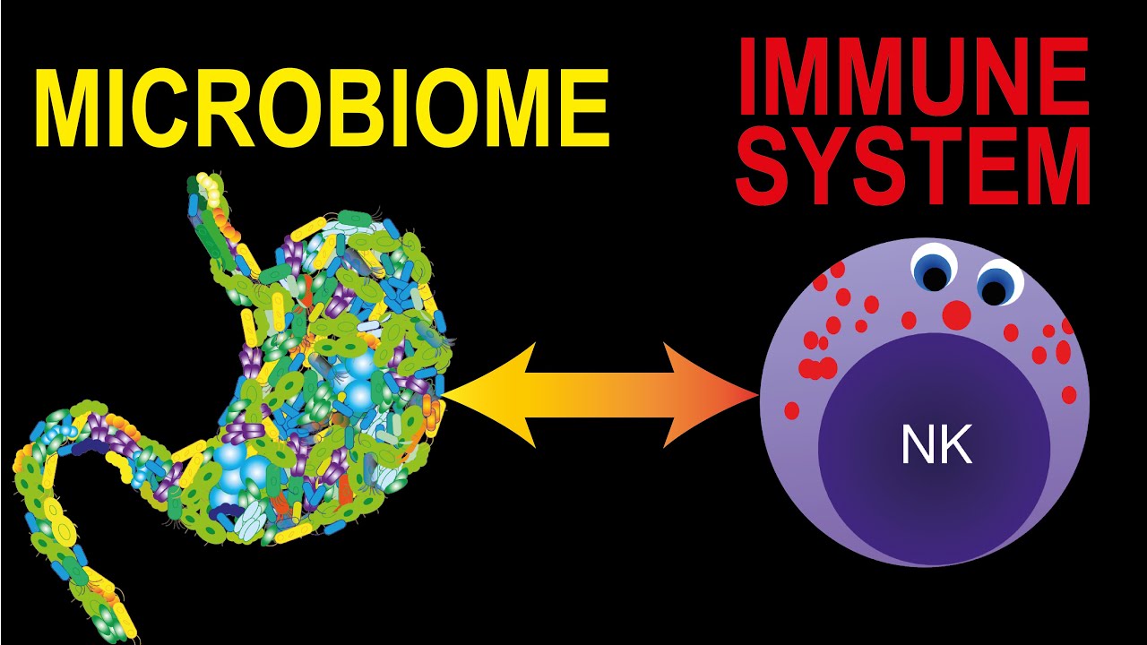 How the Microbiome influences your Immune System and Why it is ...