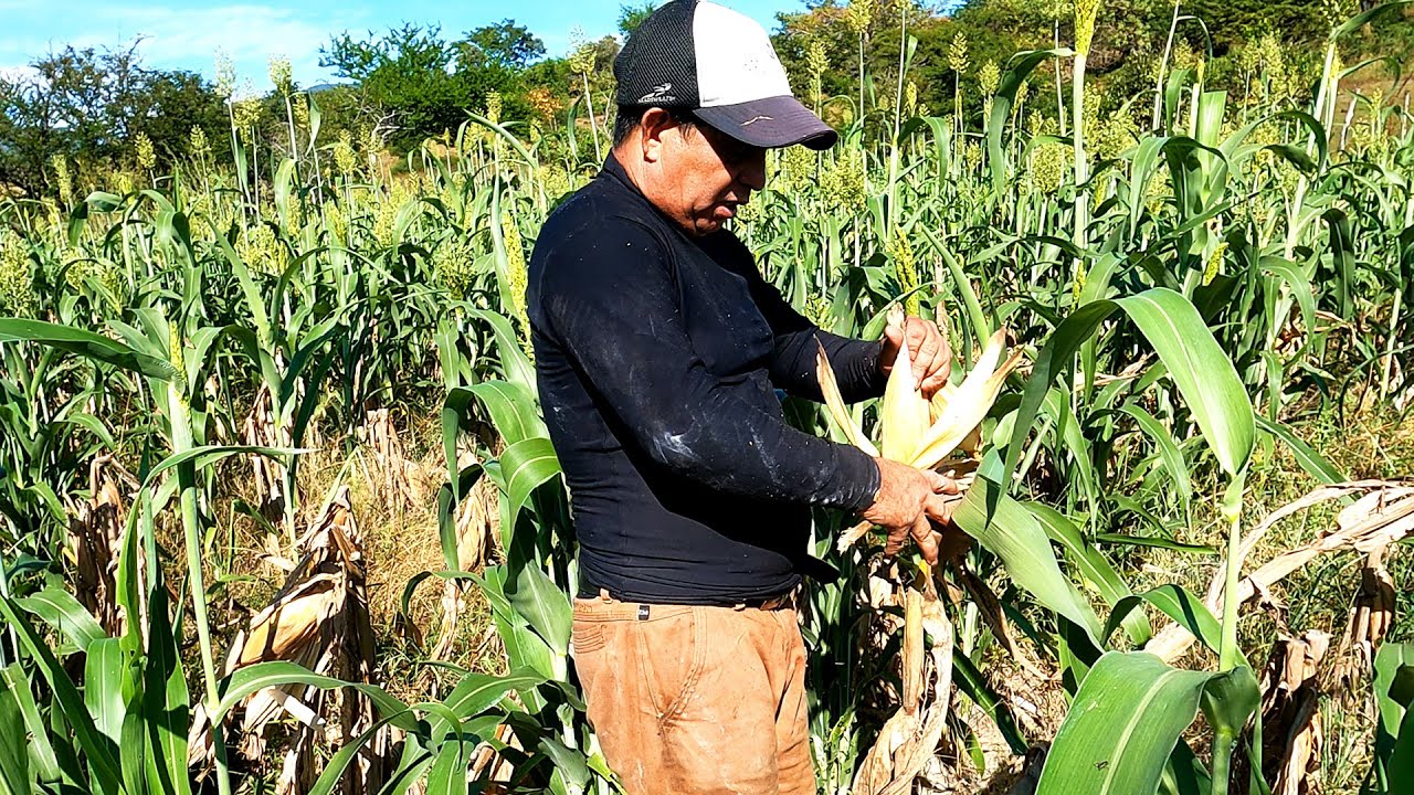 TAPISCANDO LA MILPA! MIRA QUIEN YA NO AGUANTA SEGUIR TAPISCANDO - YouTube