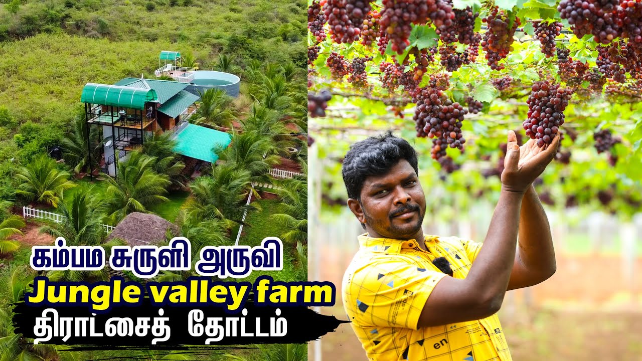 Cumbum Grapes Farm Visit I Suruli Falls Trip I I Jungle Valley Farms I ...