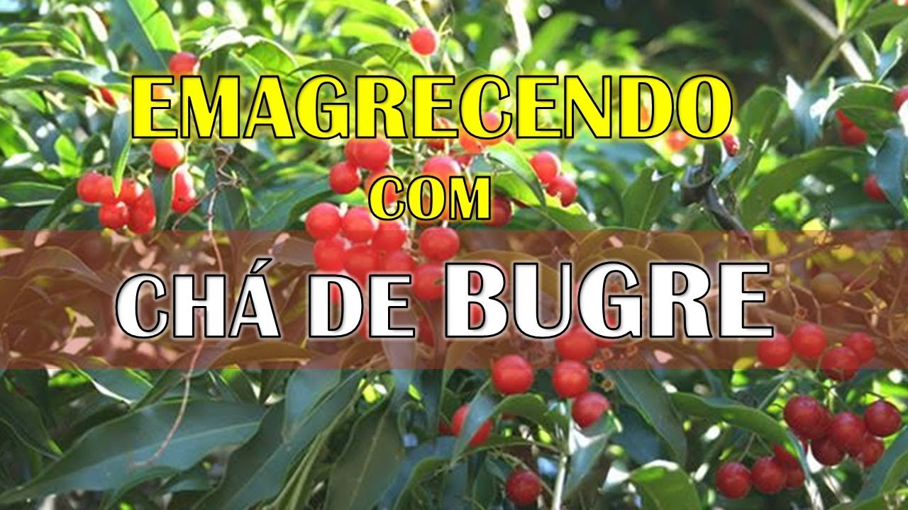 Chá de Bugre | Emagrece | Muitos beneficios - YouTube