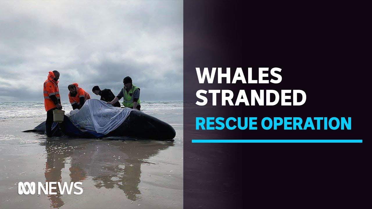 25 whales rescued as crews race to save survivors of mass stranding ...