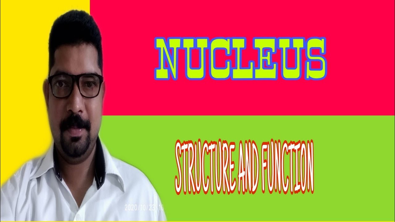 NUCLEUS: STRUCTURE AND FUNCTIONS || CELL: STRUCTURE AND FUNCTIONS ...