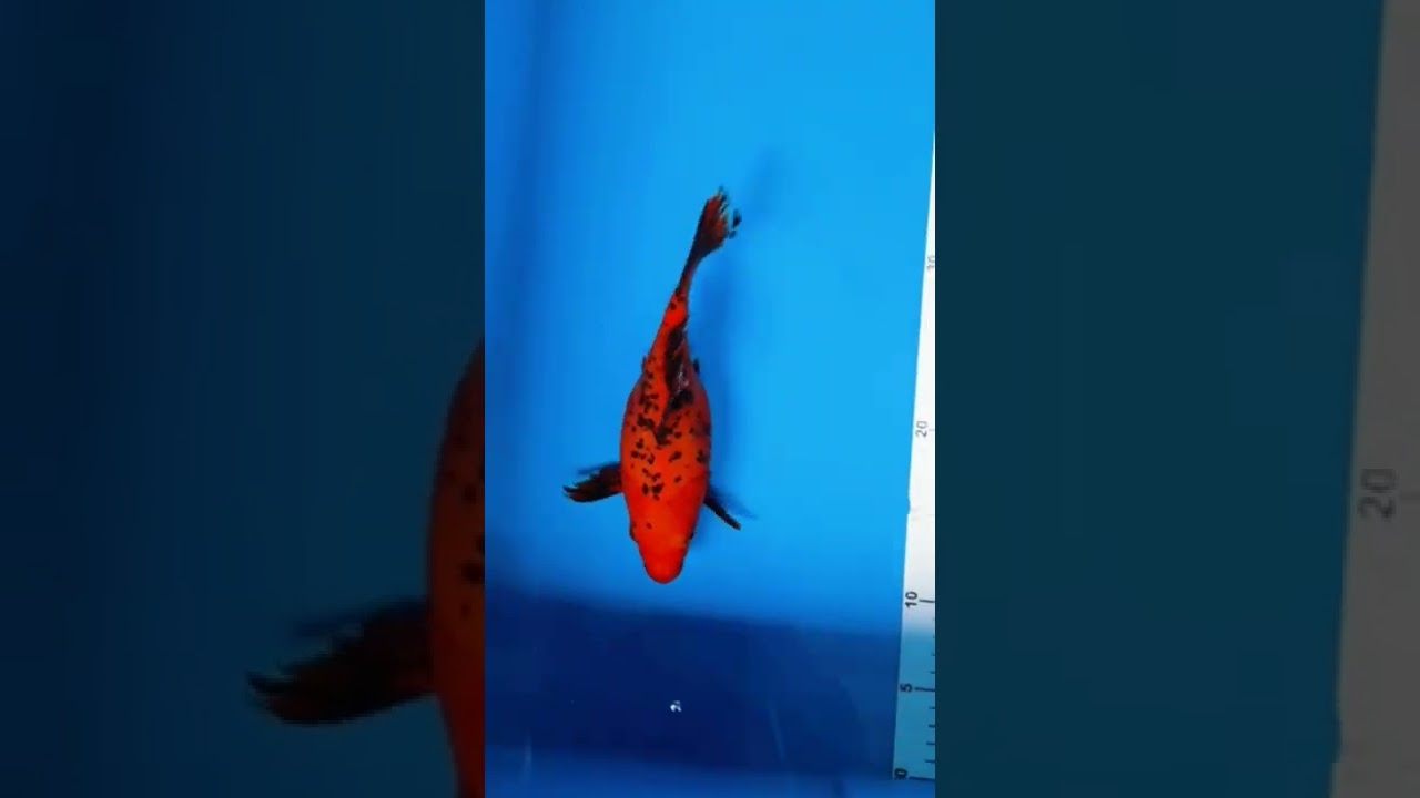 KOI SHORT BODY AKA BEKKO CANTIK - YouTube