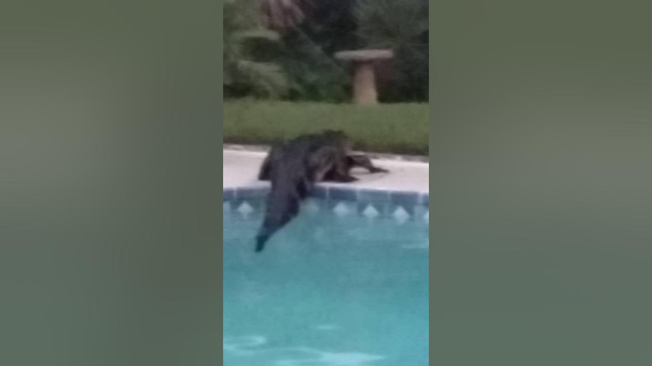 Gator in pool - YouTube