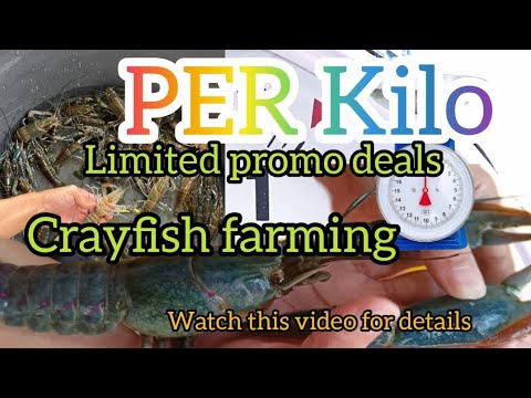 crayfish aquarium #aquariumsetup #arc #aqurium #australianredclaw # ...