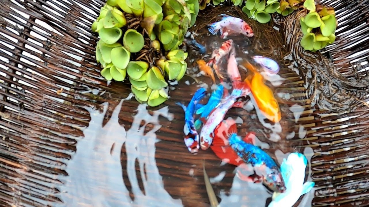 Best Result of Betta Fishing! In My Banana Farm Have a lot of Beautiful ...