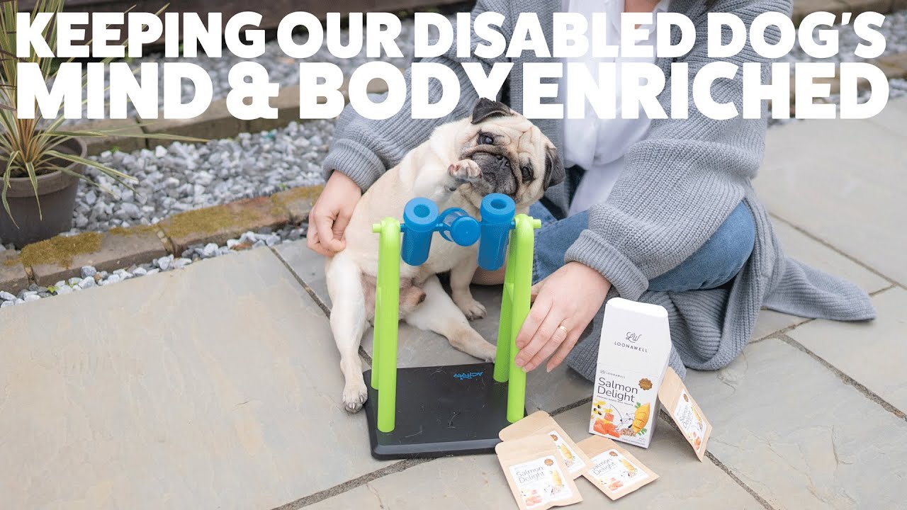 Keeping our disabled dogs mind and body active - YouTube