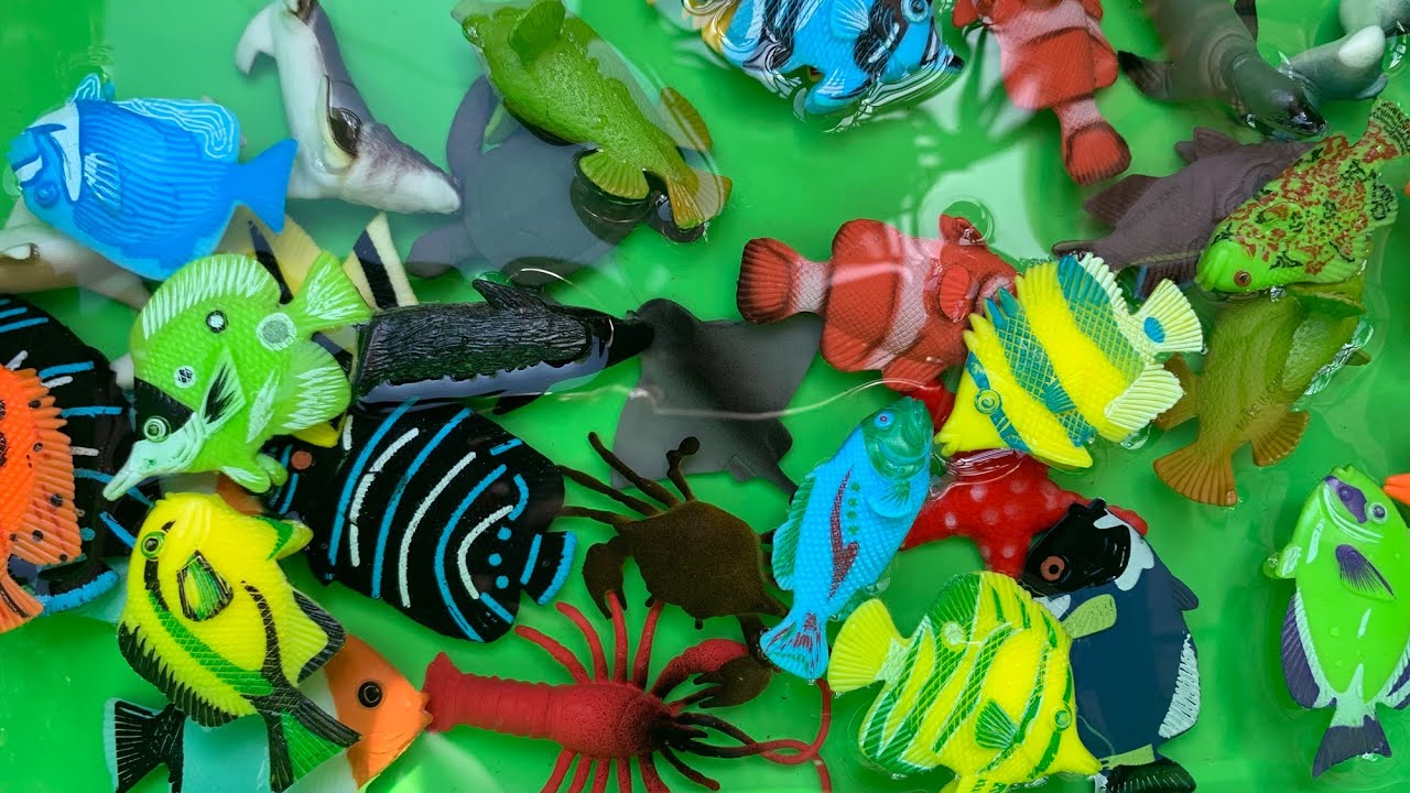 Hunting ikan Butterfly Fish, Clownfish, Grouper, Angelfish, Blue Stone ...