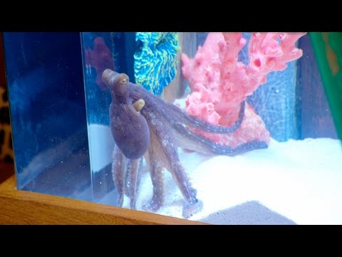 Erika Girardi's Octopus Tank