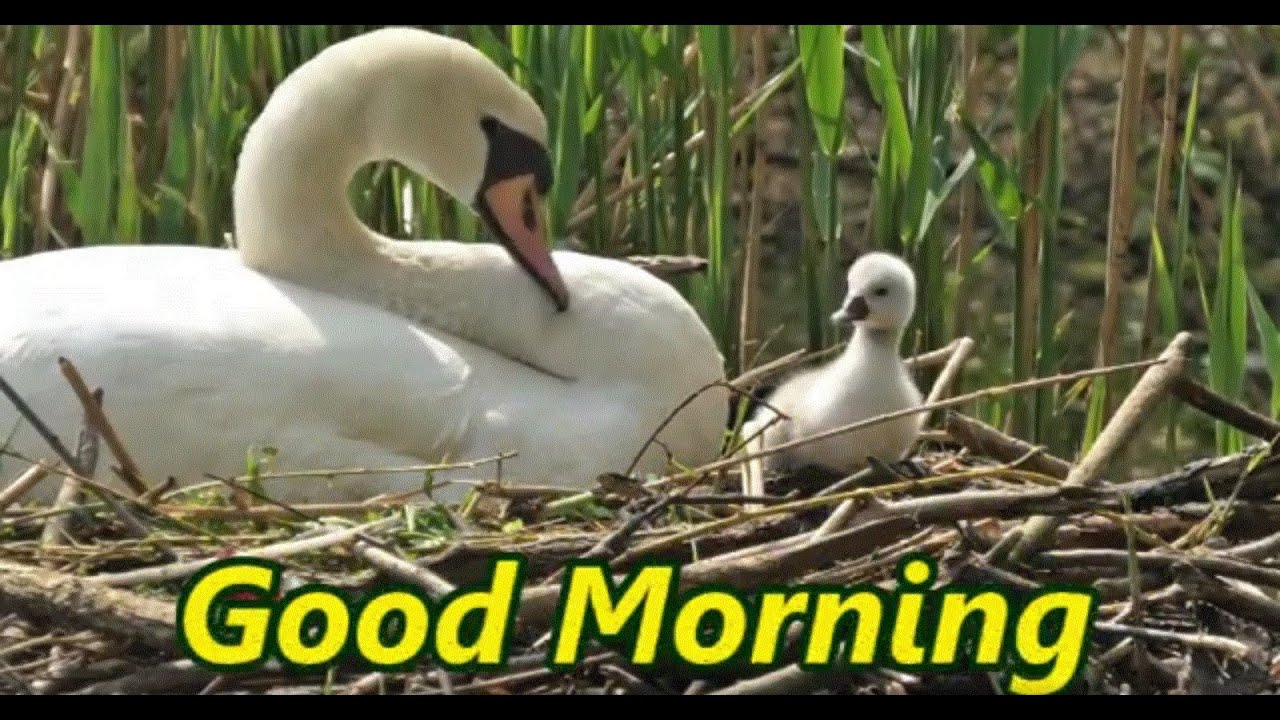 Good Morning Sunshine! Smile always! Enjoy with Ducks and Ducklings ...