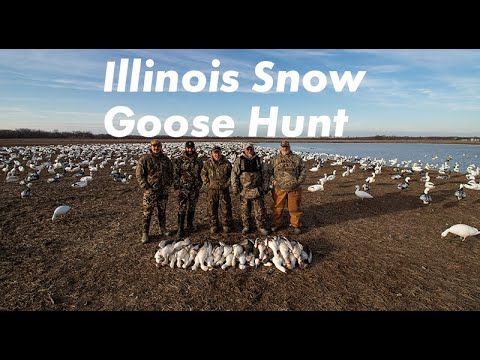 SNOW GOOSE HUNTING IN ILLINOIS! (Day 1 Hunt) - YouTube