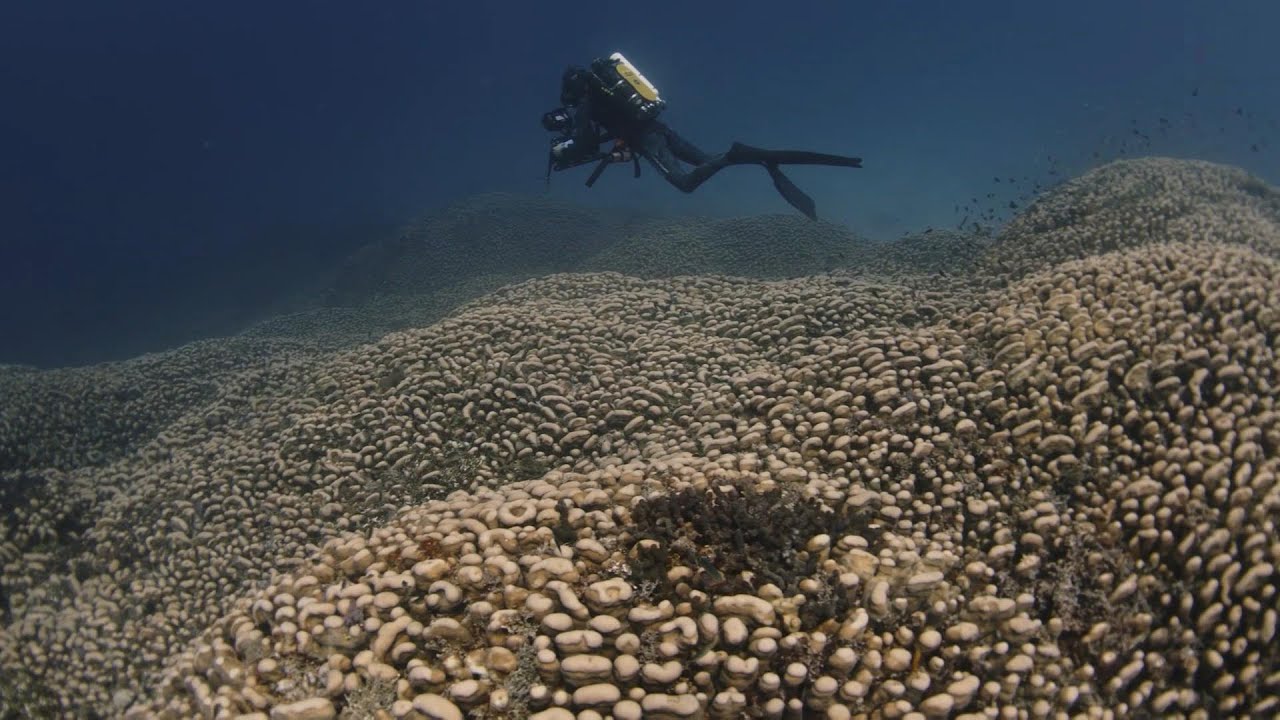 Researchers discover coral so big it can be seen from space - YouTube