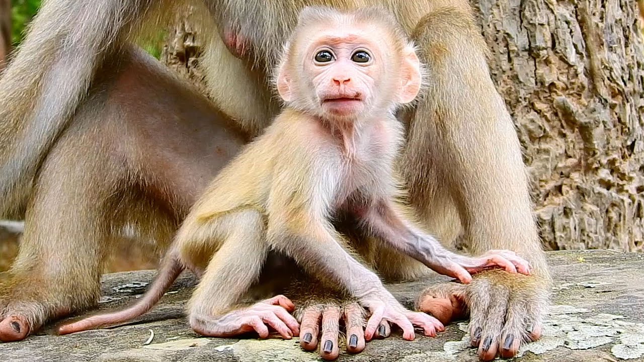 Baby monkey Lucie is only one pigtail baby monkey in Angkor Wat Zone ...