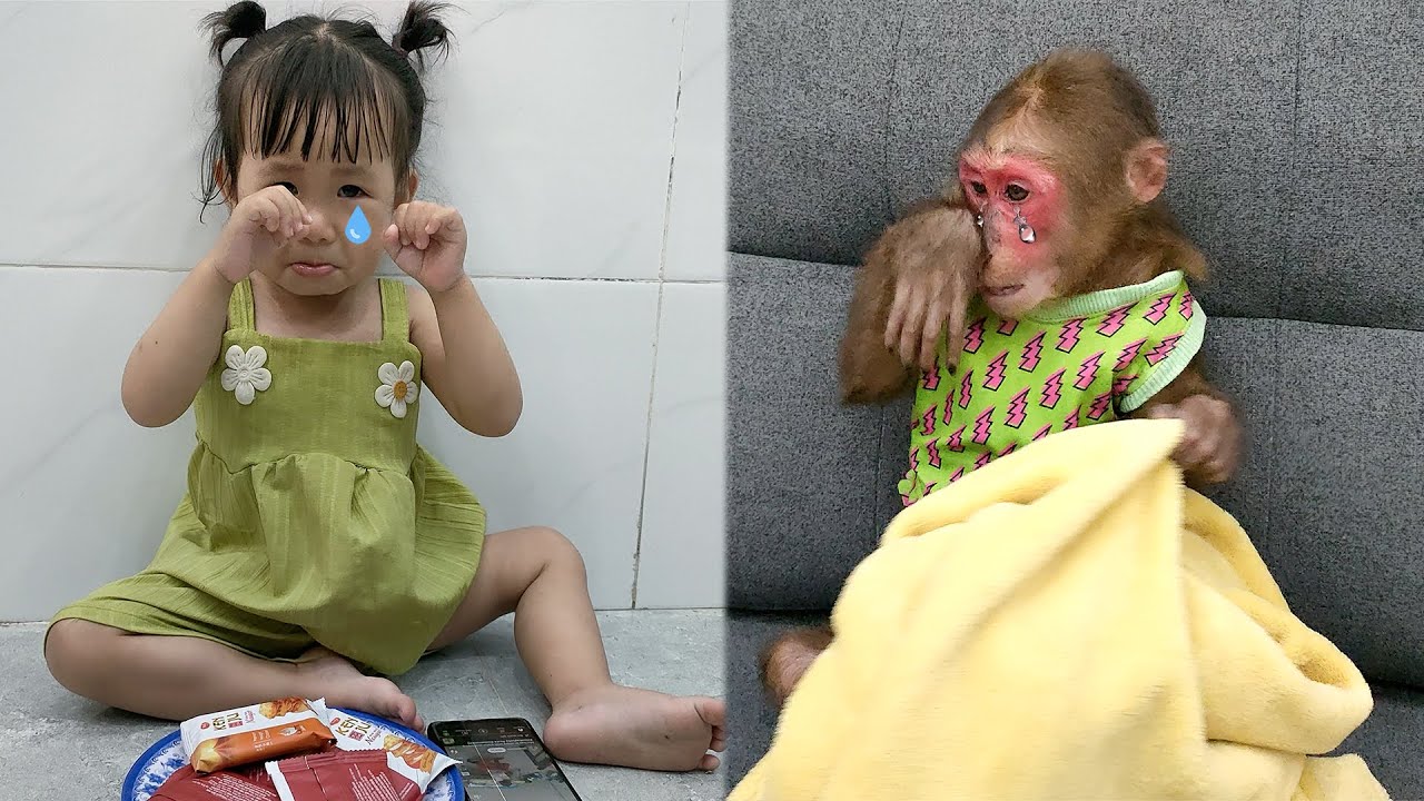 Monkey Kobi and baby Ceri cried loudly when remembering each other ...
