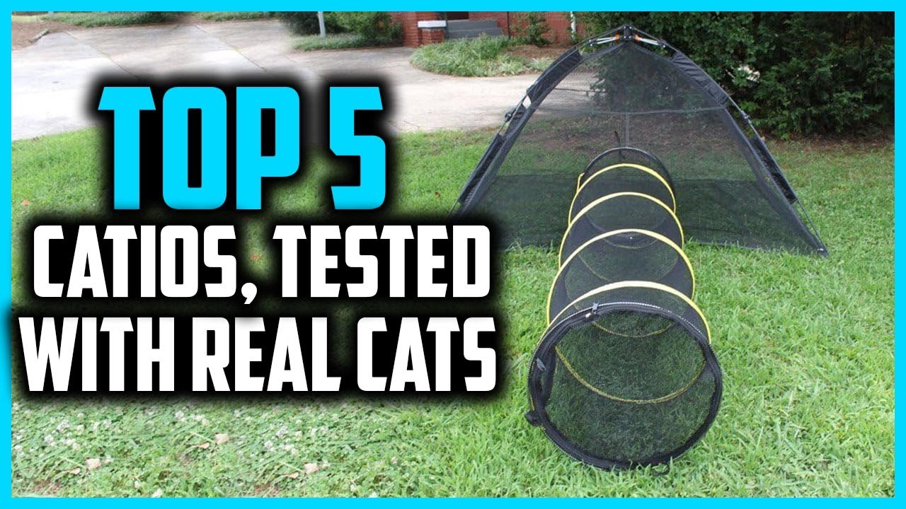 Top 5 Best Catios, Tested With Real Cats in 2024 - YouTube