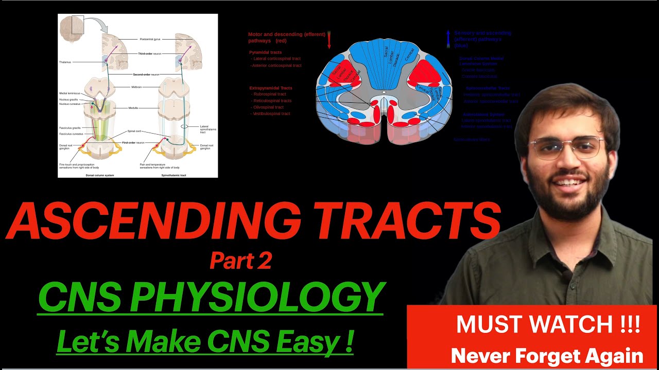 Ascending Tracts Part 2 Neuroanatomy CNS Physiology Dorsal Column ...