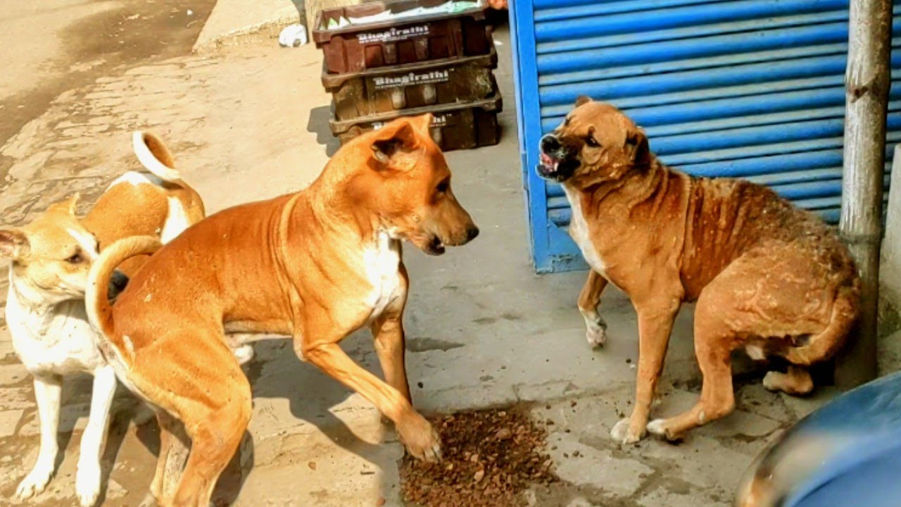 dogs barking and howling ! big dog barking! barking dog! - YouTube