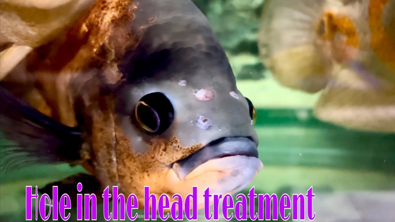 Oscar fish hole in the head disease | treatment using trtracycline ...