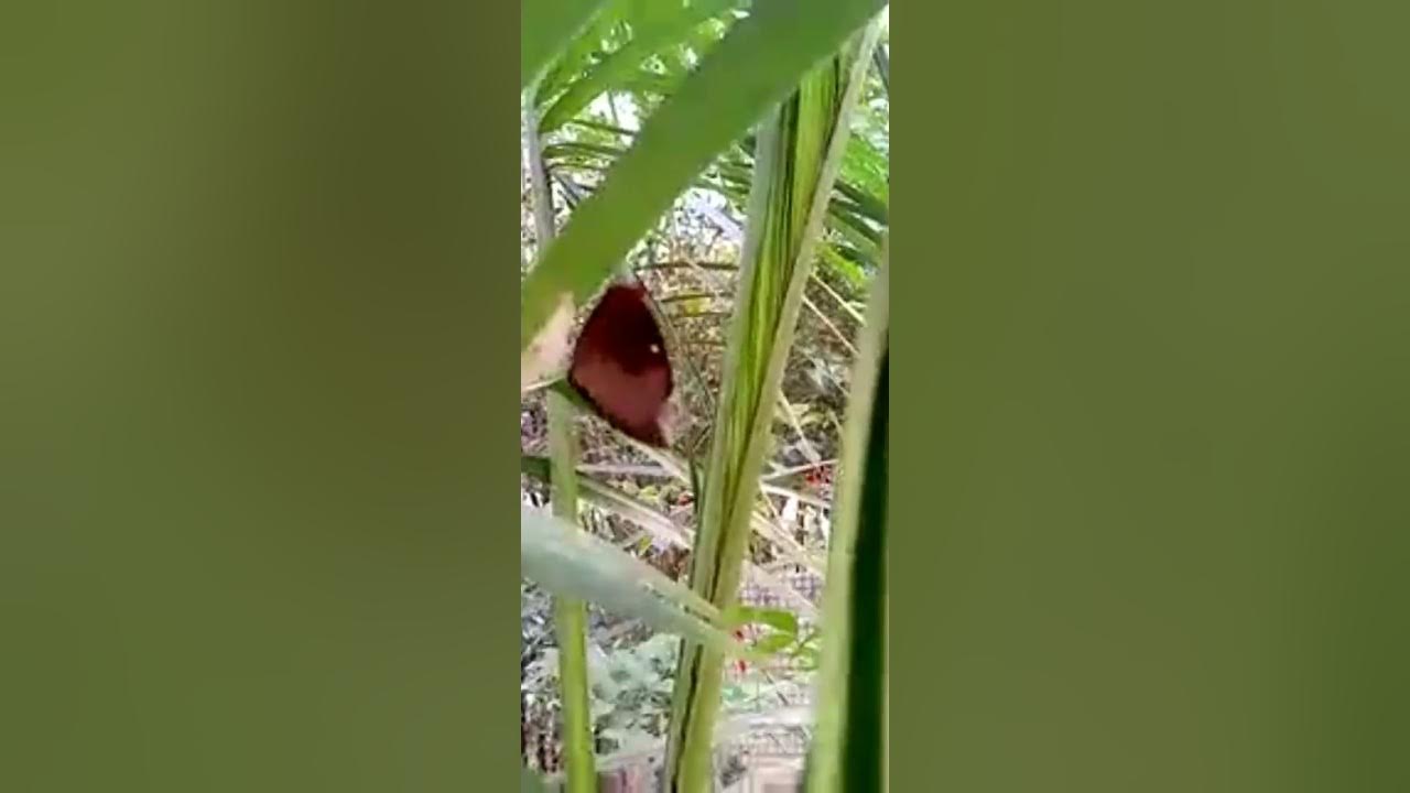 December 25, 2024. saib kab npauj npauim nawb - YouTube