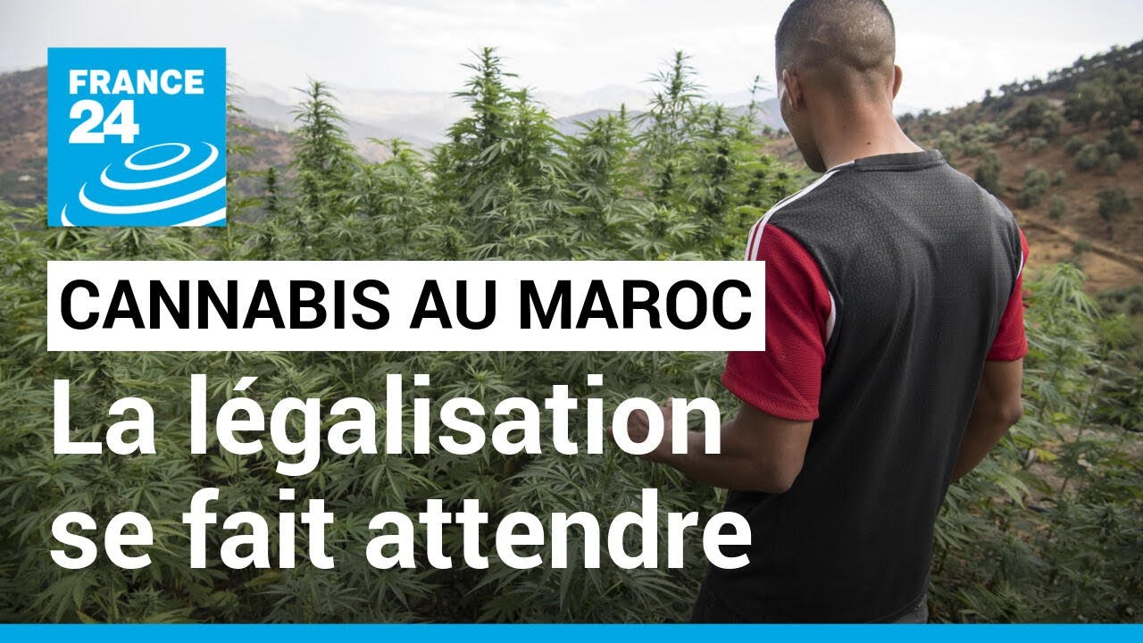 Légalisation du cannabis au Maroc : les cultivateurs lassés d'attendre ...