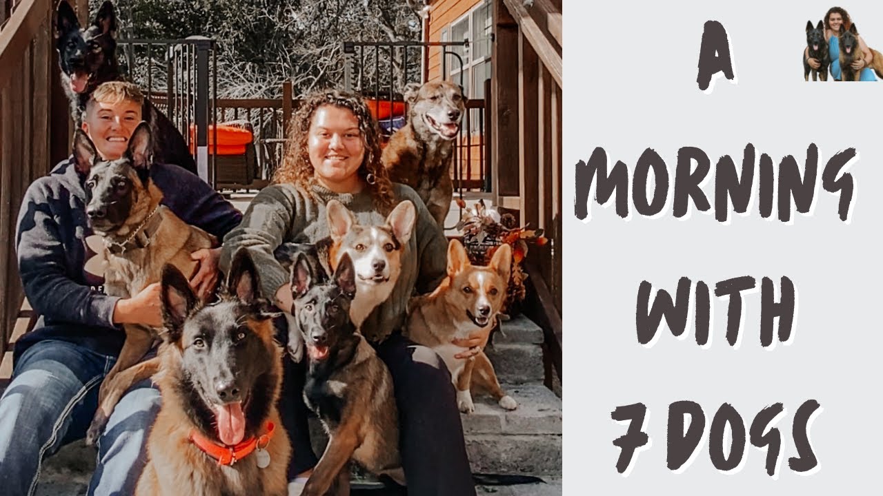 My morning routine with 7 DOGS | 4 Belgian Malinois, 2 Corgis & 1 ...