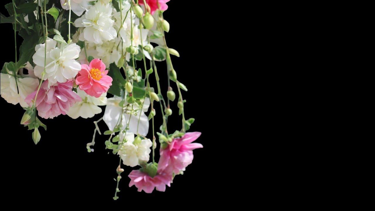 Colourfull flowers black screen video | Black screen flower status ...