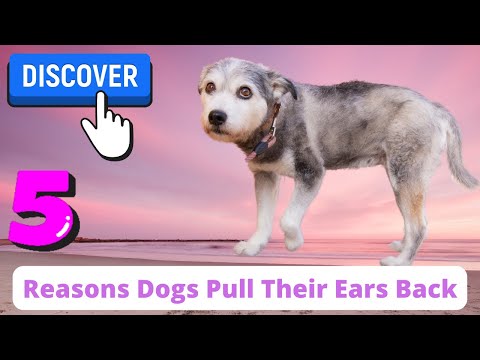 Find out the five causes of dogs pulling their ears back. [+video]
