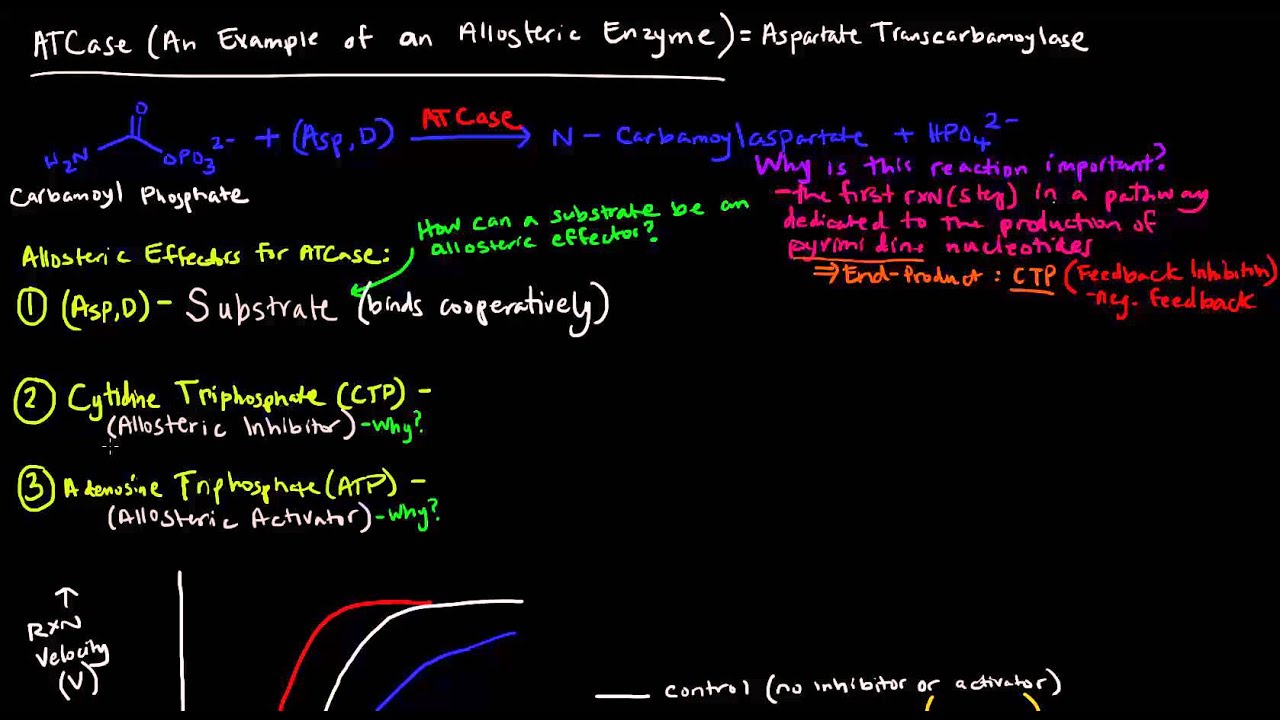 Enzyme Regulation (Part 3 of 5) - ATCase - Example of an Allosteric ...