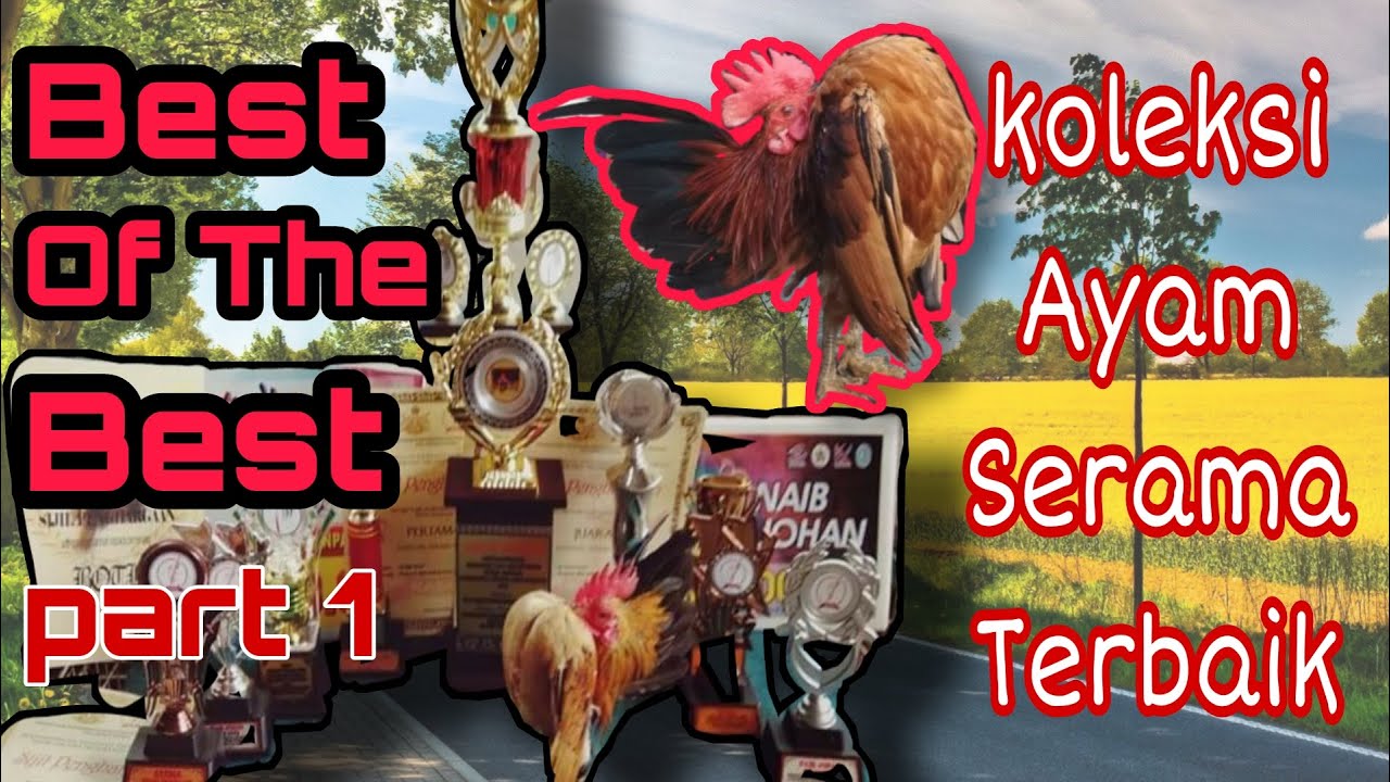 AYAM SERAMA JUARA BEST OF THE BEST (BOTB) part 1 #ZUL_KAFILAH_FARM # ...