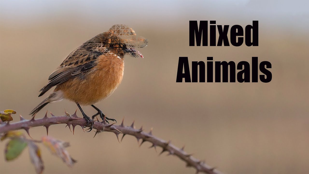 Beautiful mixed hybrid animals, More cute than before - YouTube
