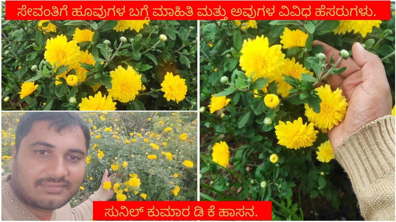 Sevanthige Flower/Different types of sevanthige flower/Chrysanthemum ...