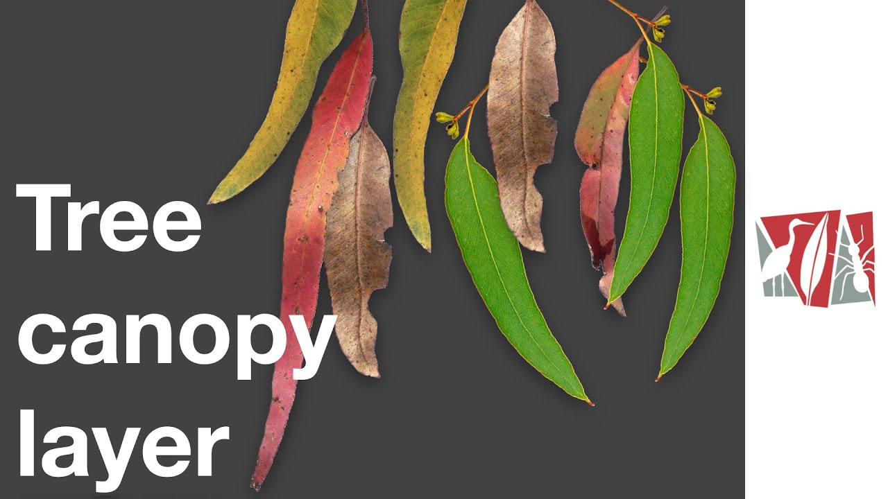 The tree canopy layer - YouTube