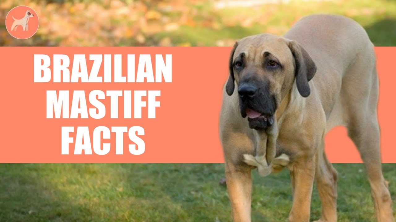 Brazilian Mastiff Dog Breed: 10 Amazing Facts You Must Know - YouTube