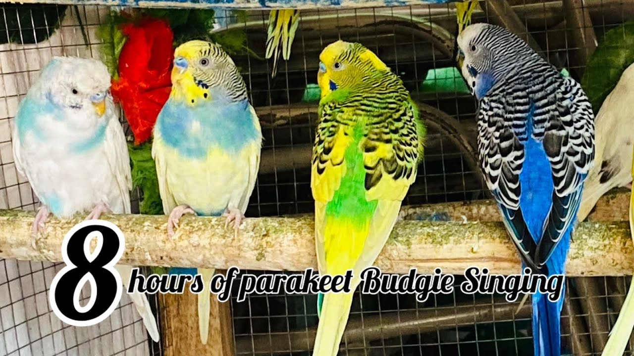 🔊 8 Hours of Parakeet Chirping | Relaxing Bird Sounds for Focus, Sleep ...