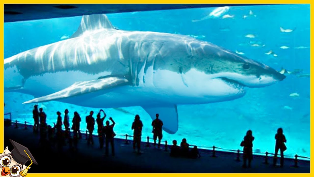 10 Megalodons Op Camera Vastgelegd - Echt of Nep? - YouTube