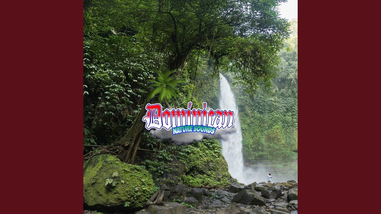 Thriving Canopy: Uncovering Rainforest Treasures - YouTube