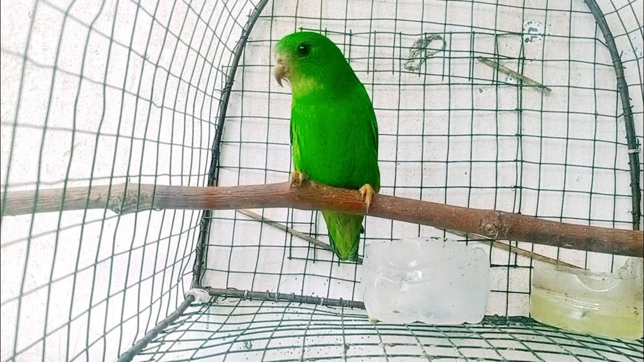 Burung serindit super gacor || Masteran dan pikat burung serindit ...