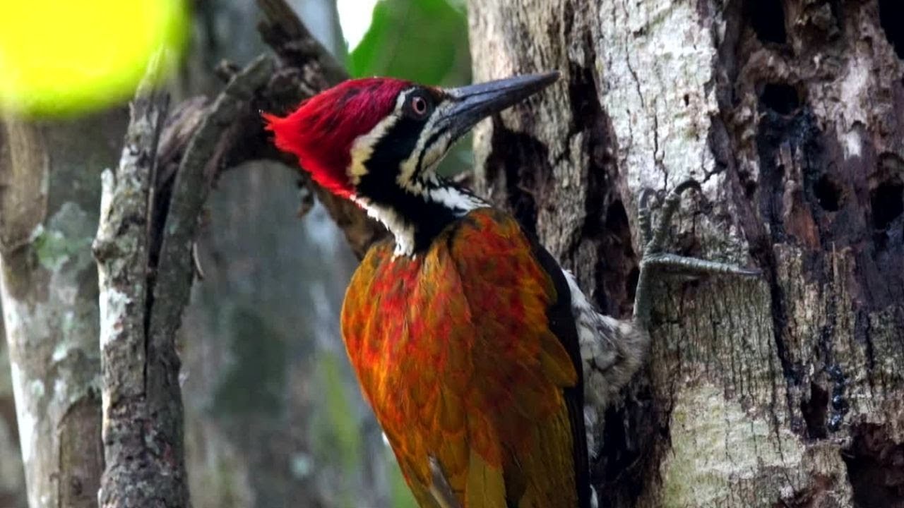 Woodpecker The Bird with A Chisel! - YouTube
