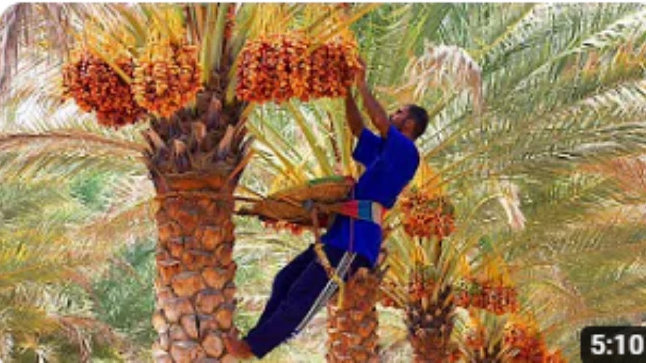 Dates palm Harvesting by Shaking Machine - Packing Dates Modern ...
