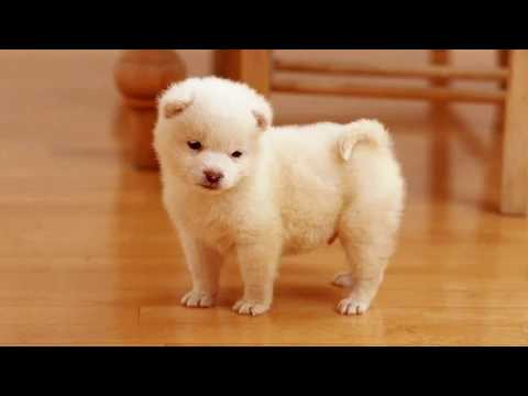 1 minute of cute puppies